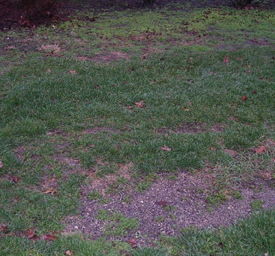 Dormant seeding your lawn – Garden Bite
