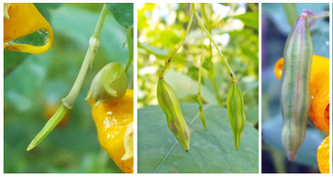 Spotted touch-me-not aka Jewelweed – Garden Bite