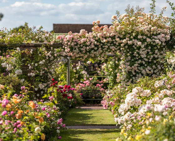 David Austin roses 2022 – Garden Bite